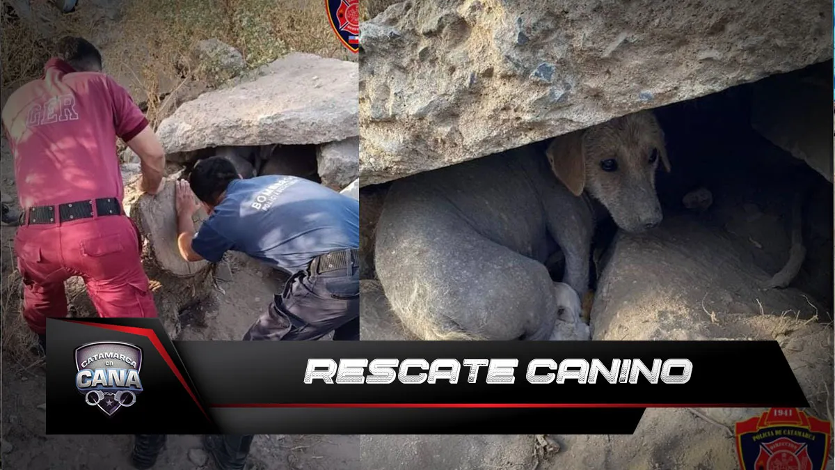 RESCATE CANINO